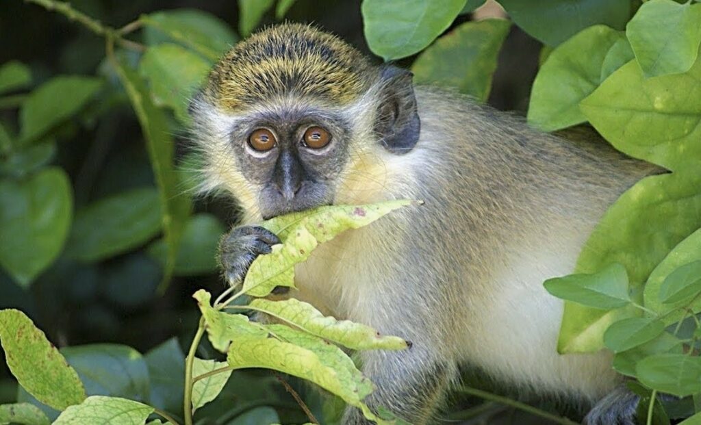 8 of the Most Expensive Animals in the World - trpro.net