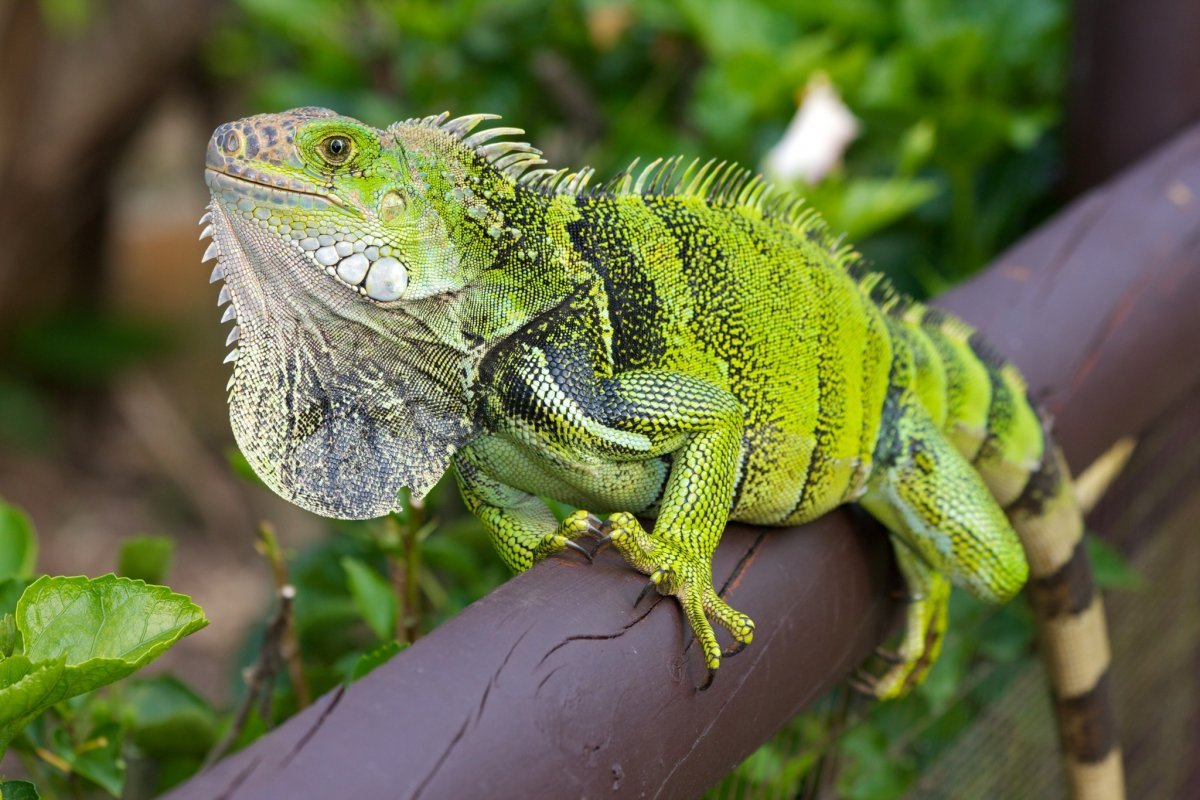 7 Cheap Exotic Pets Trpro