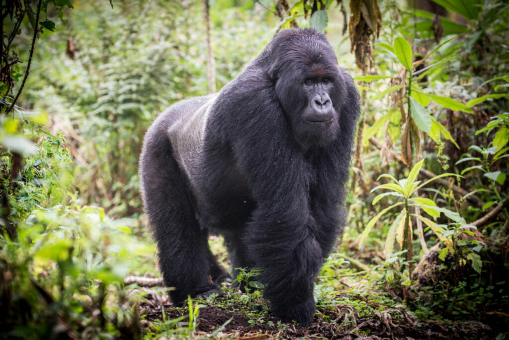 Top 7 Strongest Animals in the World - trpro.net