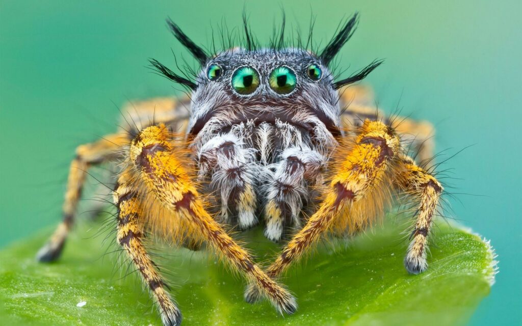 8 Interesting Facts about Spiders to Spark Your Spidey-Senses - trpro.net