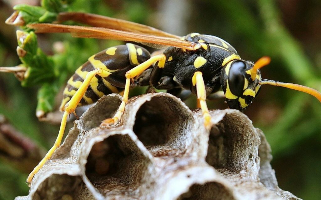 10 Interesting Wasp Facts - trpro.net