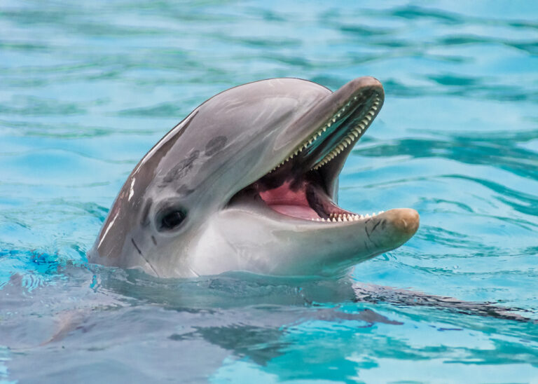 6 Interesting Facts About Dolphin Intelligence - trpro.net
