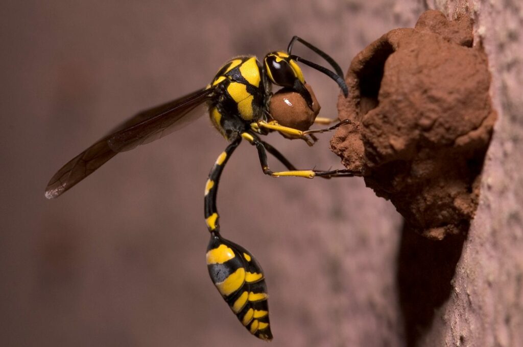 10 Interesting Wasp Facts - trpro.net
