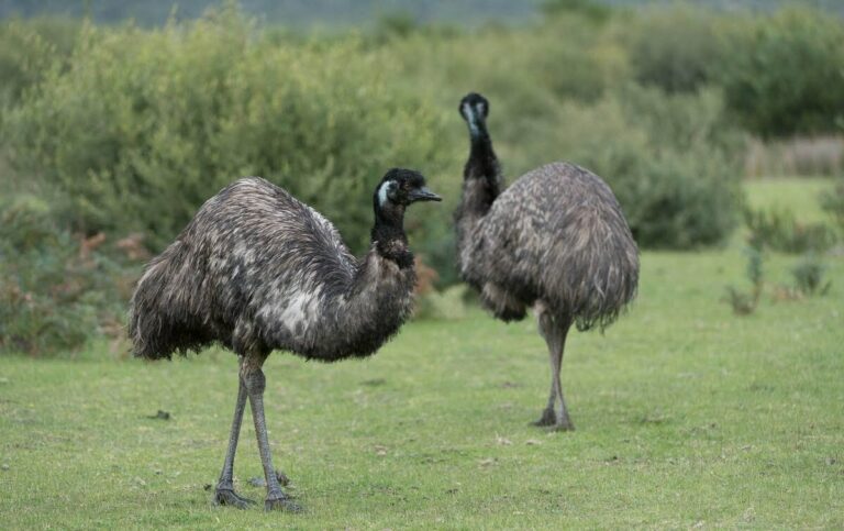 Top 7 Interesting Facts About Emus - trpro.net